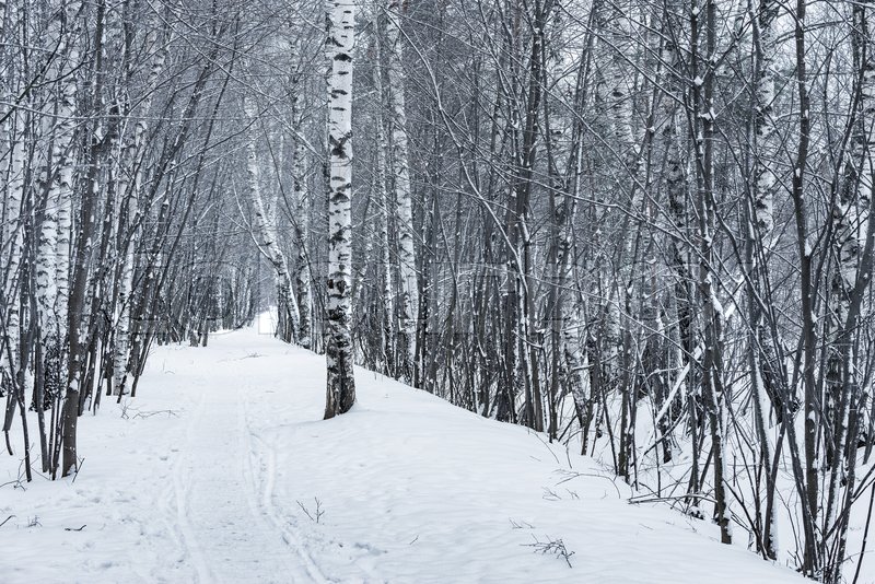 City park path view at winter cold day ... - Stock Image - Everypixel
