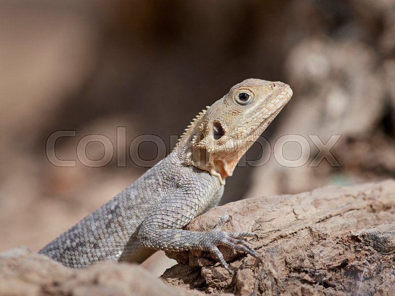 Agama Lizard Britannica