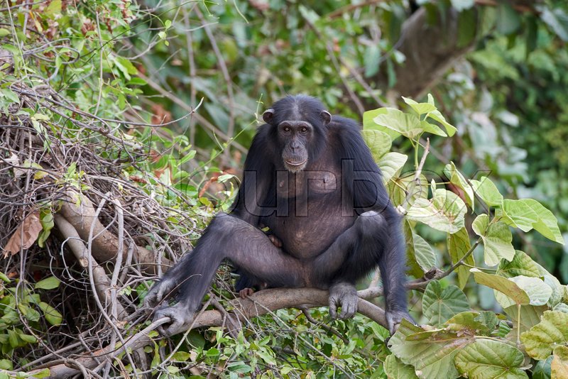 Chimpanzee in its natural habitat on ... | Stock image | Colourbox