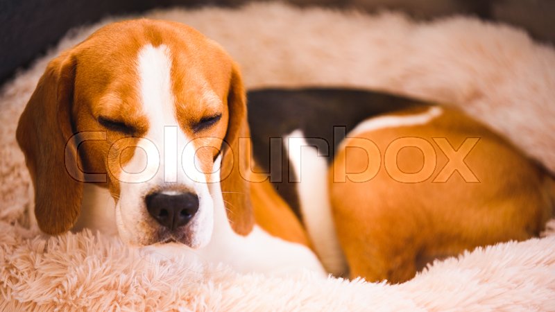 Sleepy Beagle Puppy