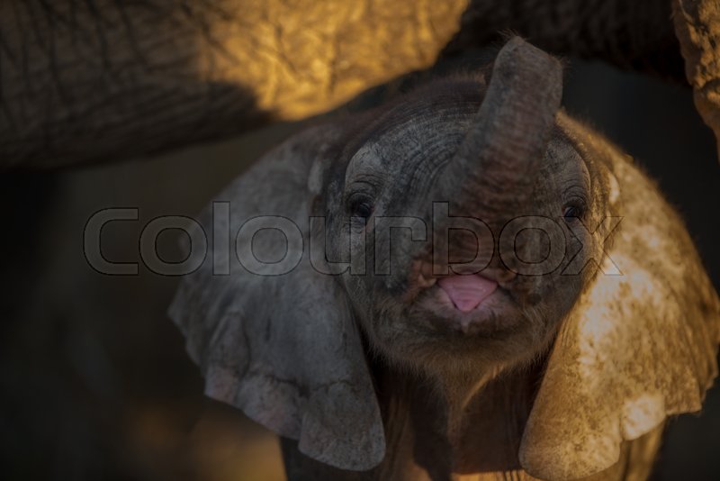 Cute elephant calf showing her tounge | Stock image | Colourbox