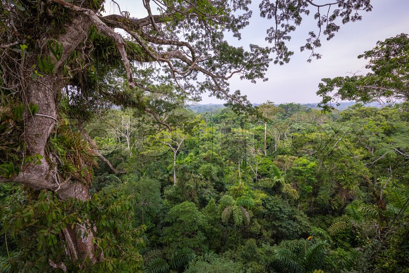 Yasuni National Park
