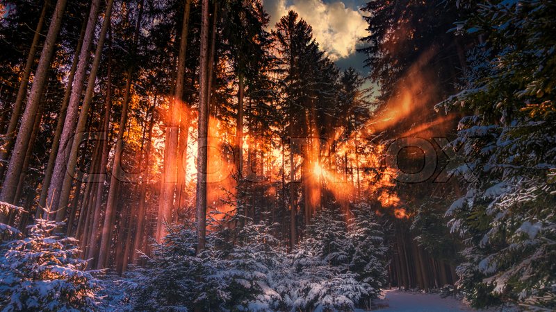 Wonderful sunset in a snowy forest in ... | Stock image | Colourbox