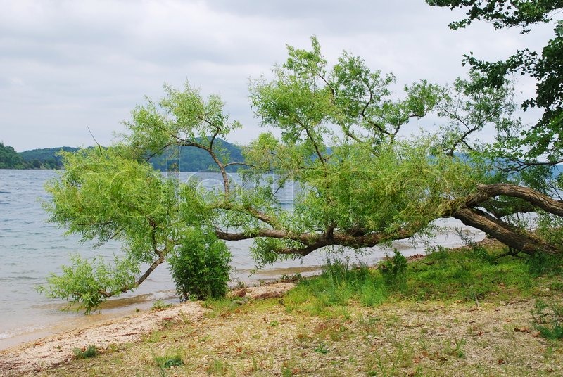 Weide | Stock Bild | Colourbox