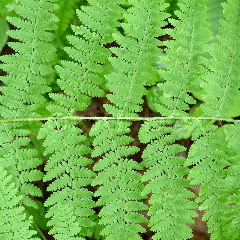Fern leaves patterns | Stock image | Colourbox