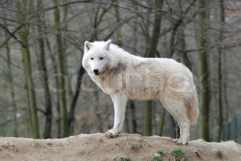 Arctic Wolf Colors Images