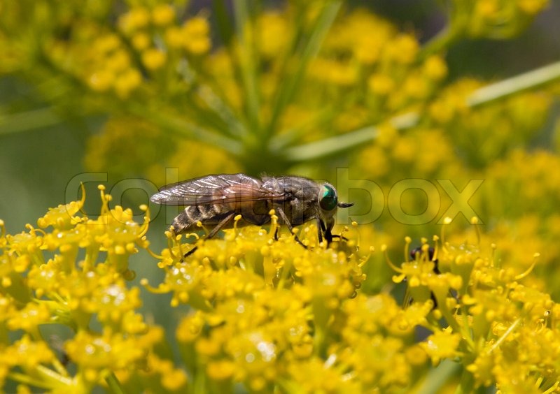 Fly to the yellow color | Stock image | Colourbox