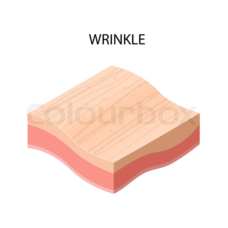 Wrinkle formation cross-section of ... | Stock vector | Colourbox