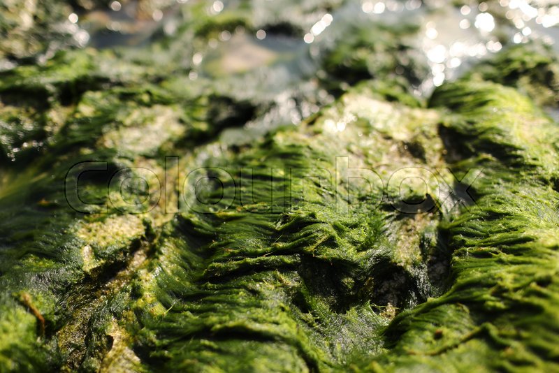 Close up of green algae covered rocks ... | Stock image | Colourbox