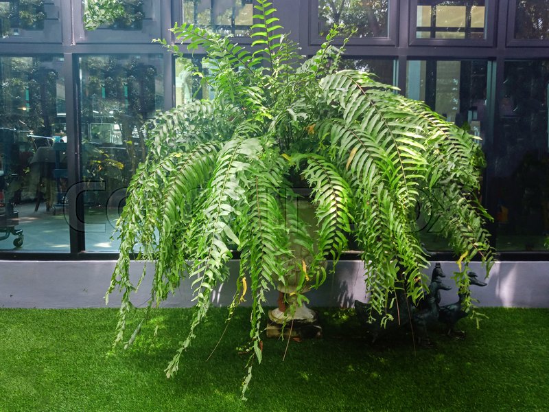 Large Nephrolepis cordifolia fern in ... | Stock image | Colourbox