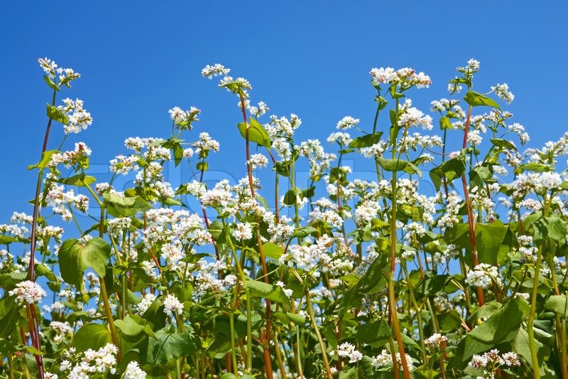 Flowering buckwheat plants | Stock image | Colourbox
