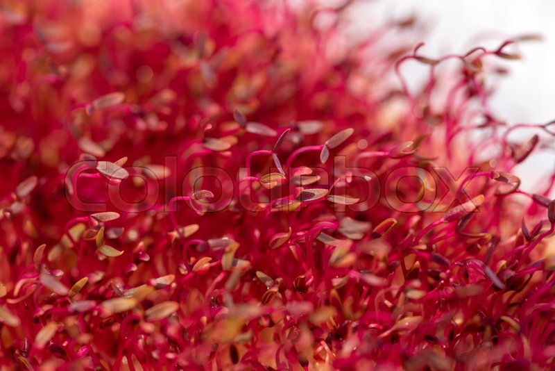 Macro red amaranth microgreens grown ... | Stock image | Colourbox