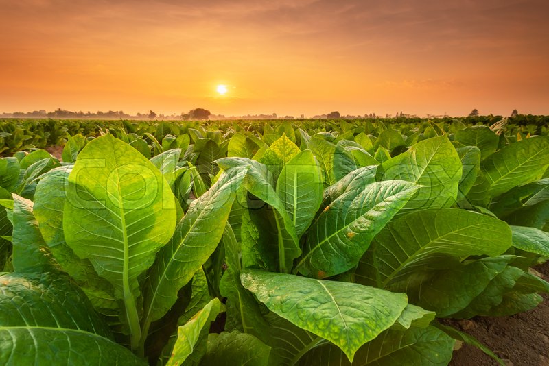 View of tobacco plant in the field at ... | Stock image | Colourbox