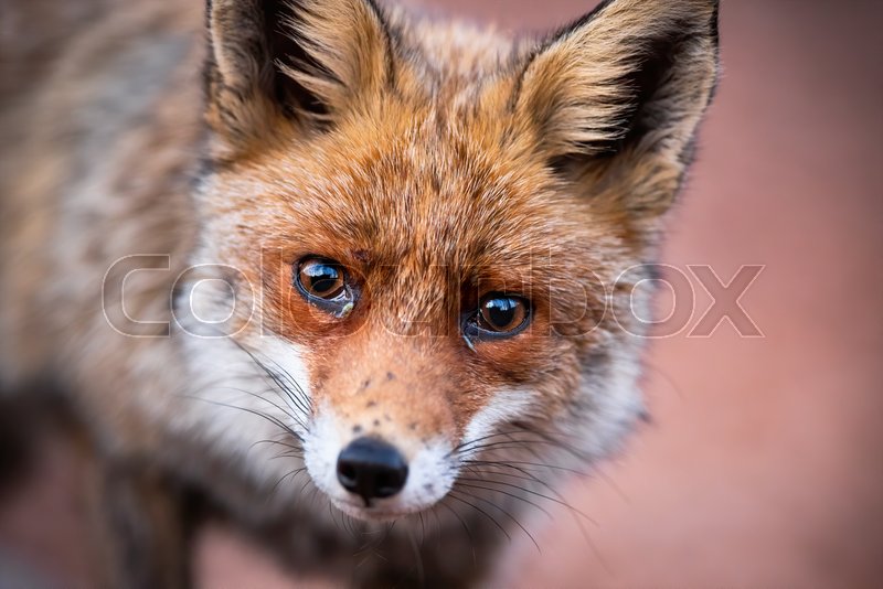Cute red fox, vulpes vulpes, with sad ... | Stock image | Colourbox