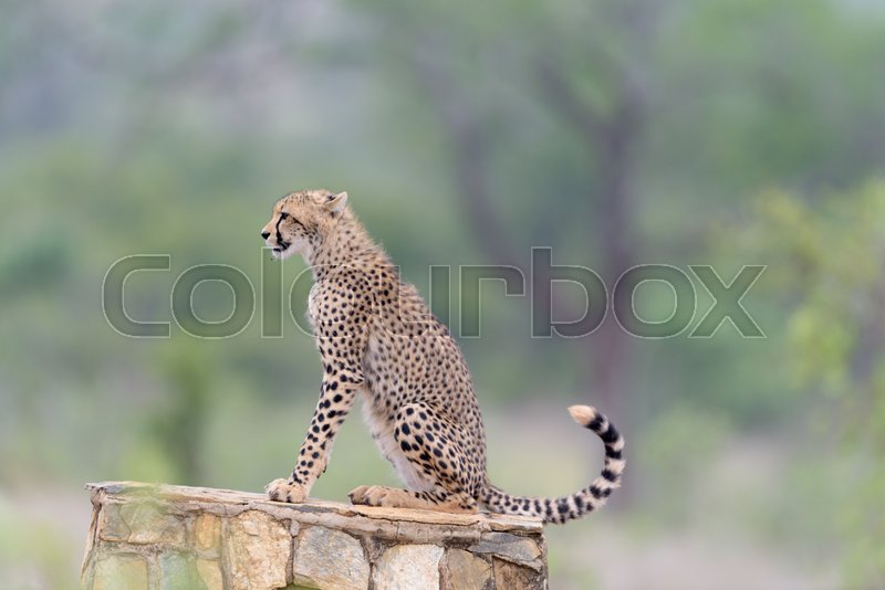 Cheetah portrait in the wilderness of ... | Stock image | Colourbox