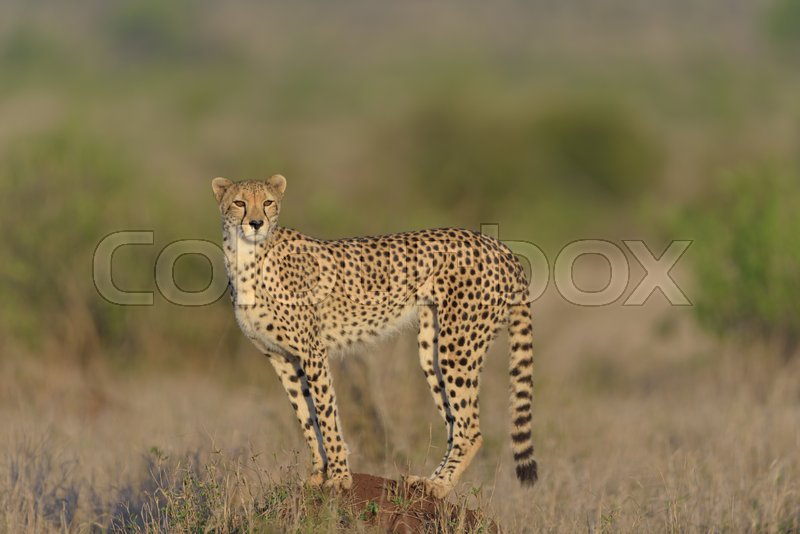 Cheetah portrait in the wilderness of ... | Stock image | Colourbox