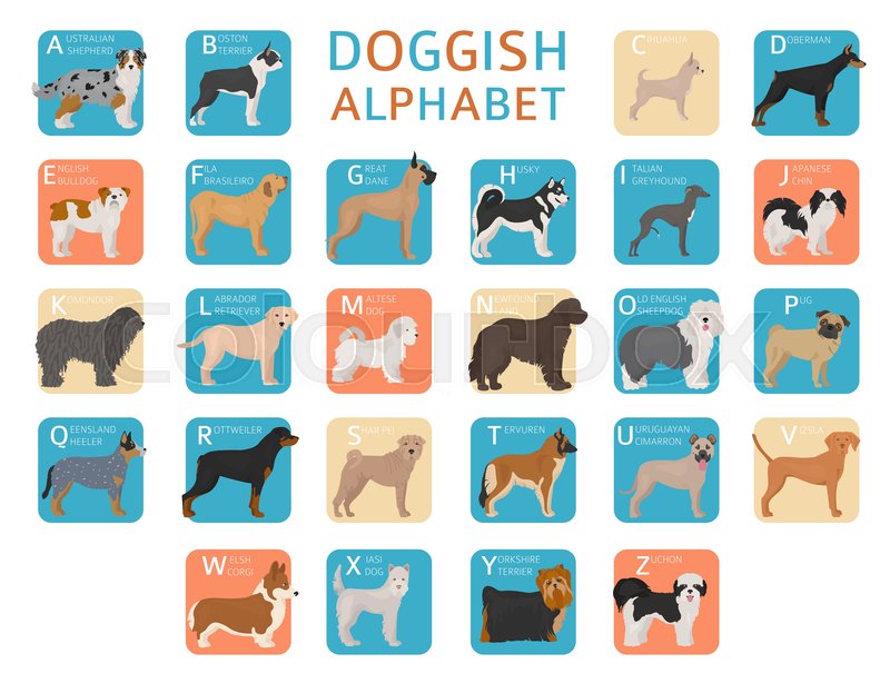 Dog Breeds Alphabetical