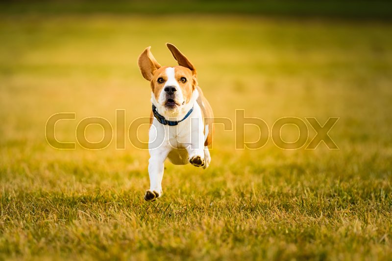 Dog Running Fast