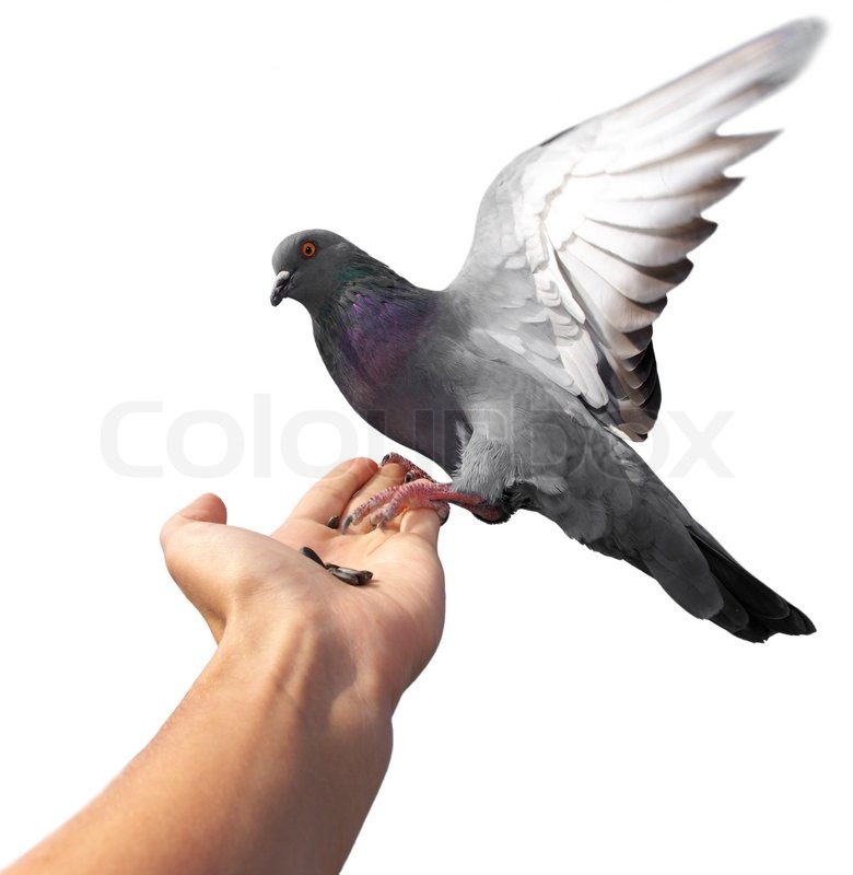 Dove on hand | Stock image | Colourbox