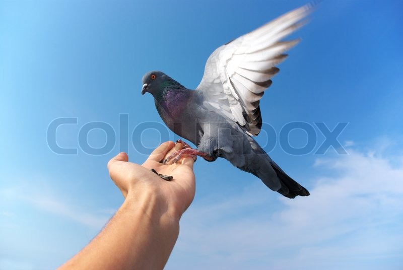Pigeon on hand | Stock image | Colourbox