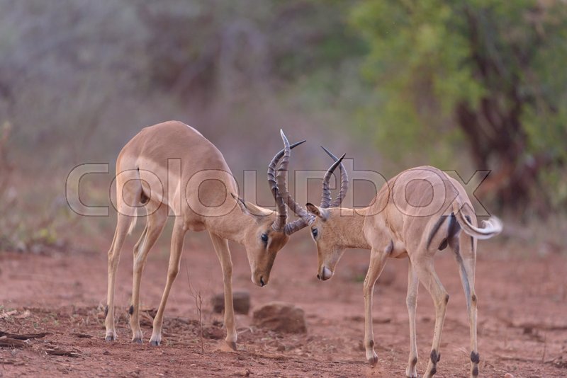 Impala antelopes fighting in the ... | Stock image | Colourbox