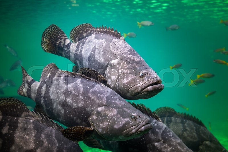 Giant grouper or brown spotted grouper ... | Stock image | Colourbox