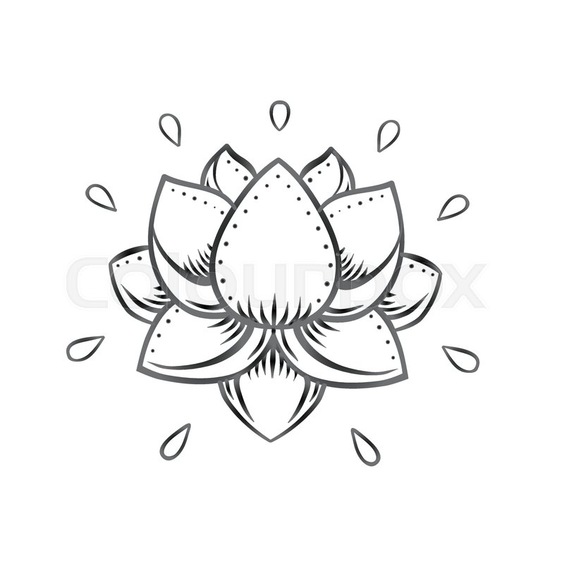 Indian Lotus Flower Drawing