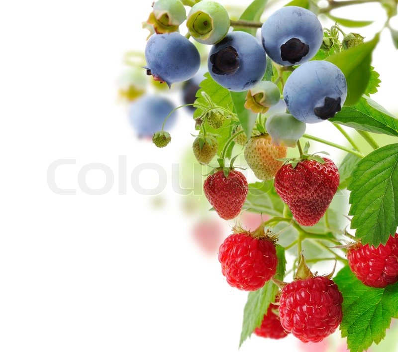 Frische Beeren | Stock Bild | Colourbox