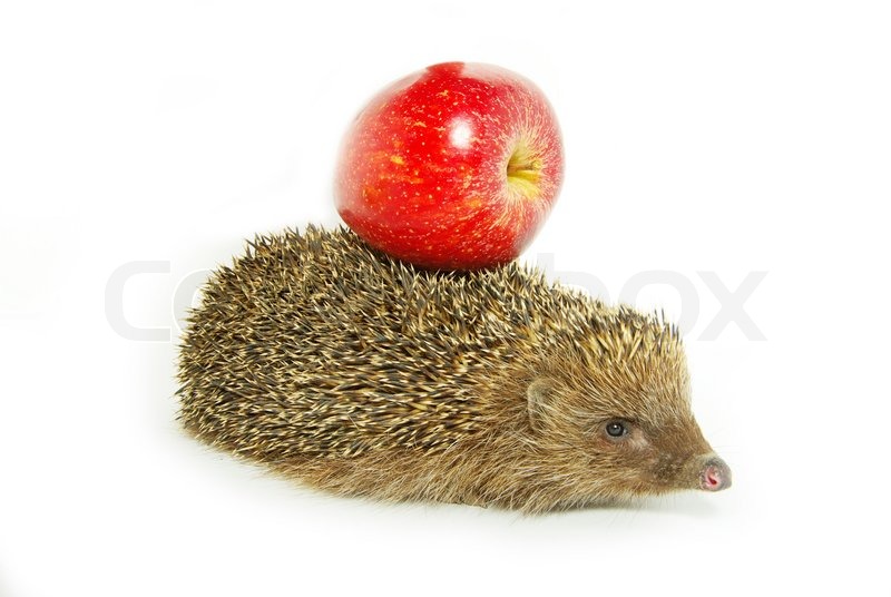 Hedgehog and apple | Stock image | Colourbox