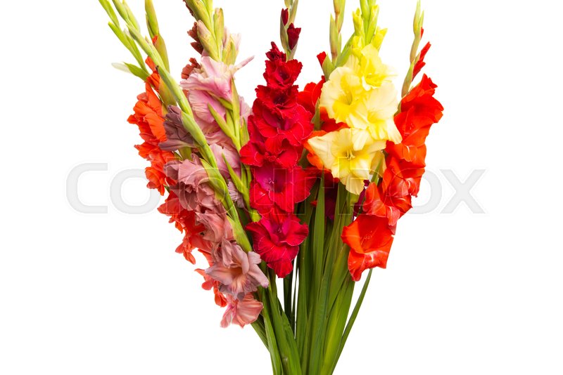 Bouquet of gladioli isolated on white ... | Stock image | Colourbox