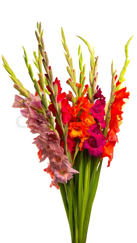 Bouquet of gladioli isolated on white ... | Stock image | Colourbox
