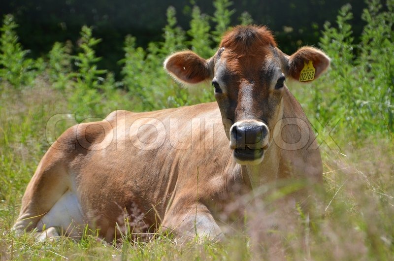 Brun ko ligger ned i græsset i naturen ... | Stock foto | Colourbox