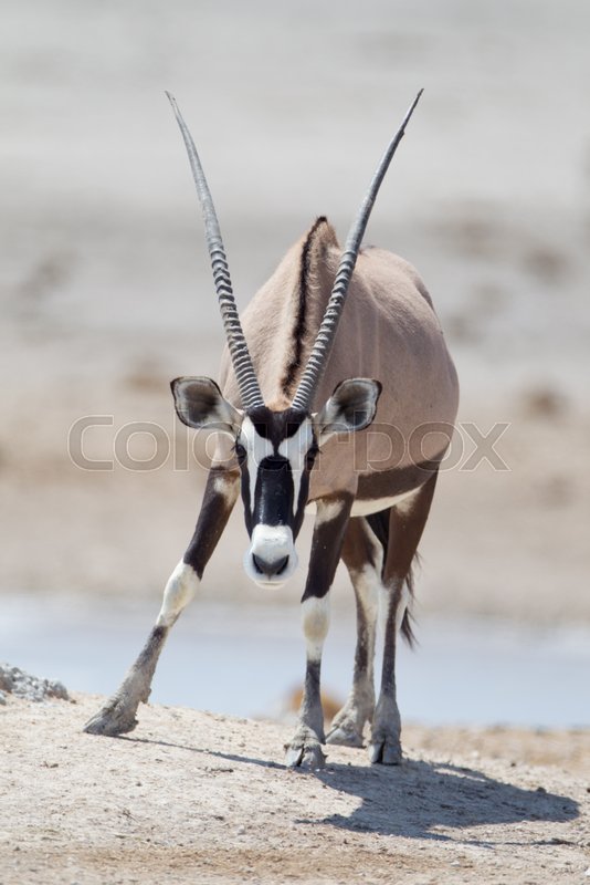 Oryx gemsbok in the wilderness of Afrca | Stock image | Colourbox