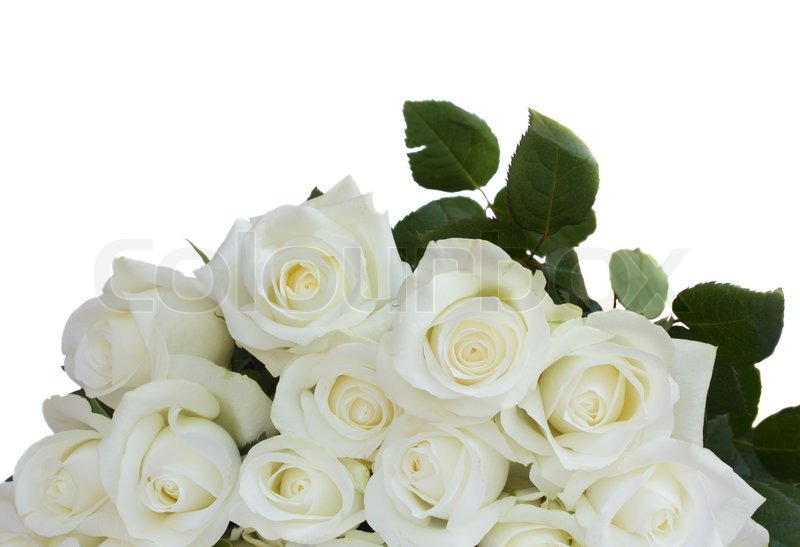 Bouquet of white roses | Stock Photo | Colourbox