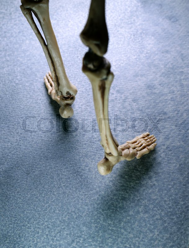 Cat Skeleton Feet