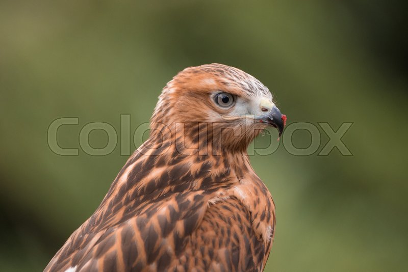 Buzzard in the wilderness | Stock image | Colourbox