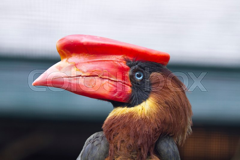 Rufous headed hornbill in the ... | Stock image | Colourbox
