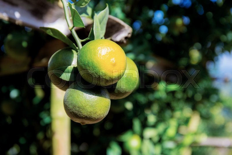 Orange on tree with the sunlight in ... | Stock image | Colourbox