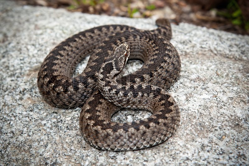 Deadly common viper, vipera berus, ... | Stock image | Colourbox