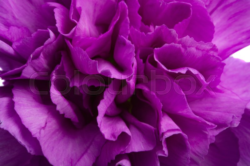 Purple carnation isolated on white ... | Stock image | Colourbox