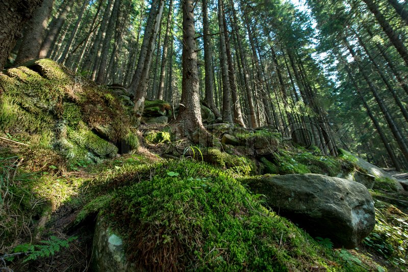 Scenic pine forest on a mountain slope | Stock image | Colourbox
