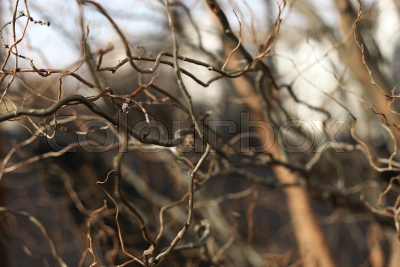 Bare branches of a curly tree ... | Stock image | Colourbox