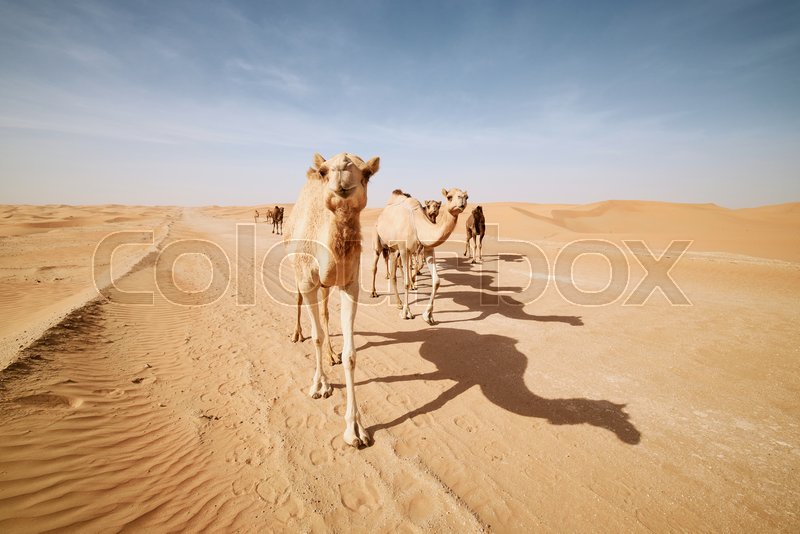 Herd of camels walking on sand road ... | Stock image | Colourbox