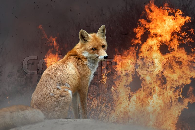Red fox on a background of burning ... | Stock image | Colourbox