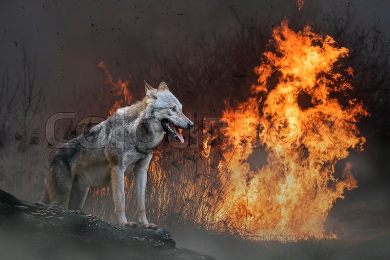 Wolf on a background of burning forest. ... | Stock image | Colourbox