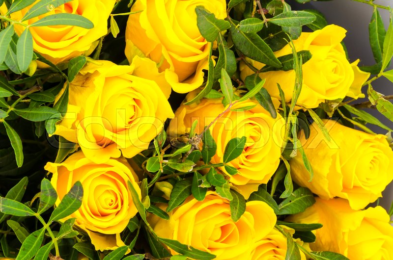 Beautiful Yellow Rose Flowers Wallpapers