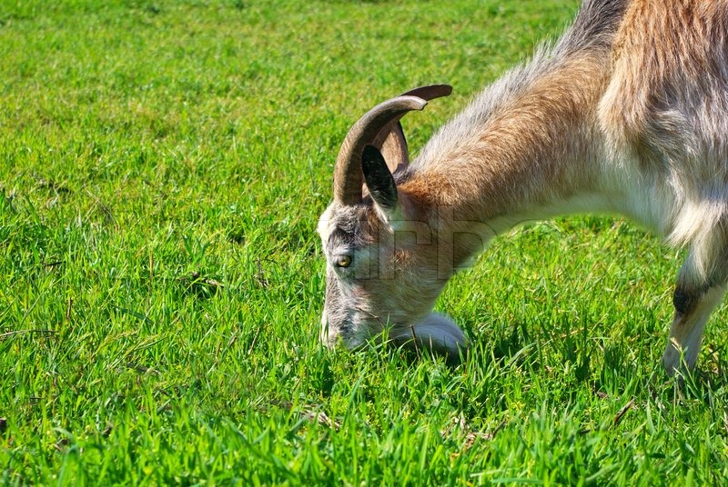 Ziege | Stock Bild | Colourbox