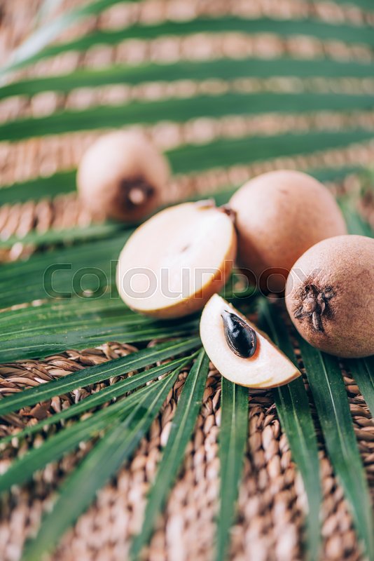 Sapodilla or ciku fruit over palm ... | Stock image | Colourbox