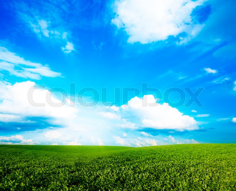 Green meadow under blue sky with ... | Stock image | Colourbox