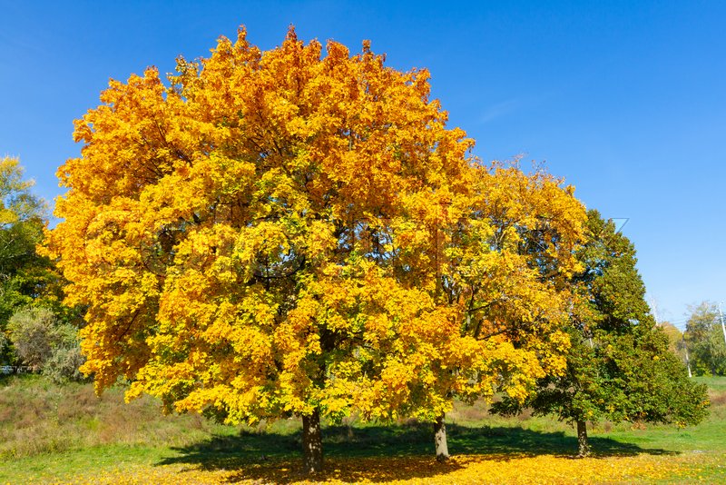 Yellow maple trees in autumn against a ... | Stock image | Colourbox